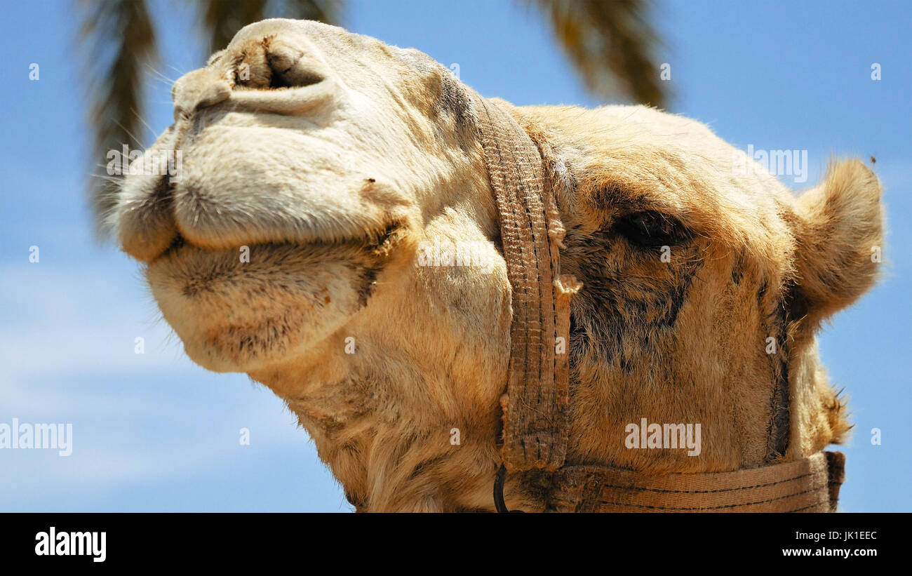 Camel head closeup outdoors Stock Photo - Alamy