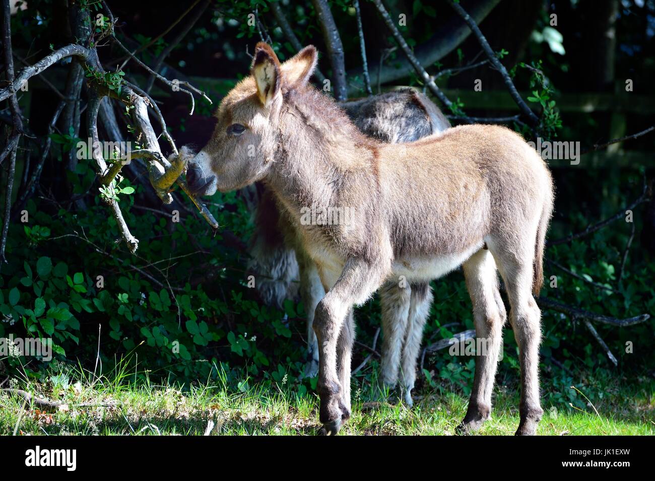Wild Donkeys in the New Forest Stock Photo - Alamy