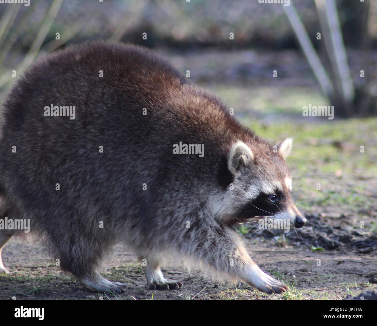 eastern raccoon (Procyon lotor Stock Photo - Alamy