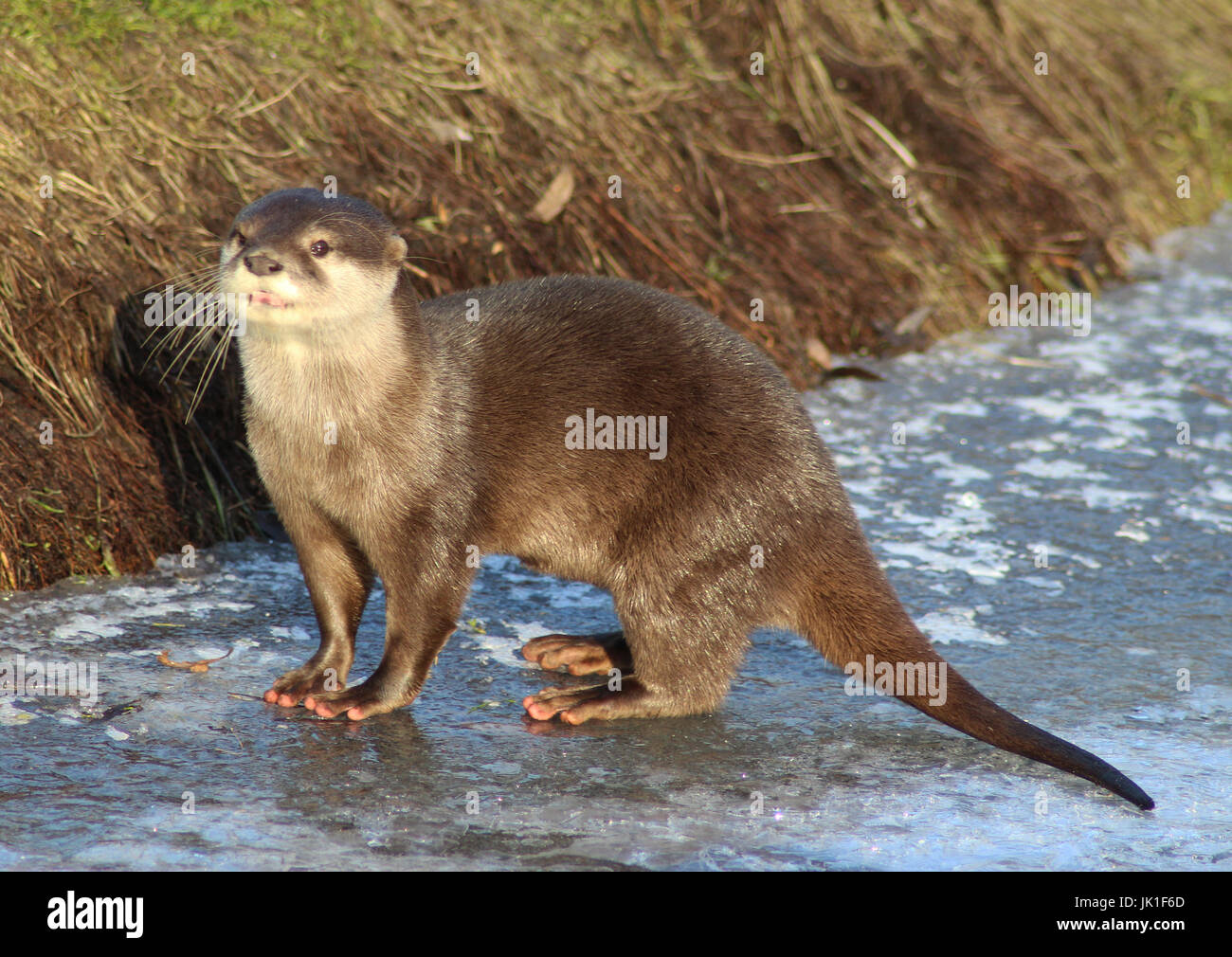 Asian Small clawed otter Stock Photo - Alamy