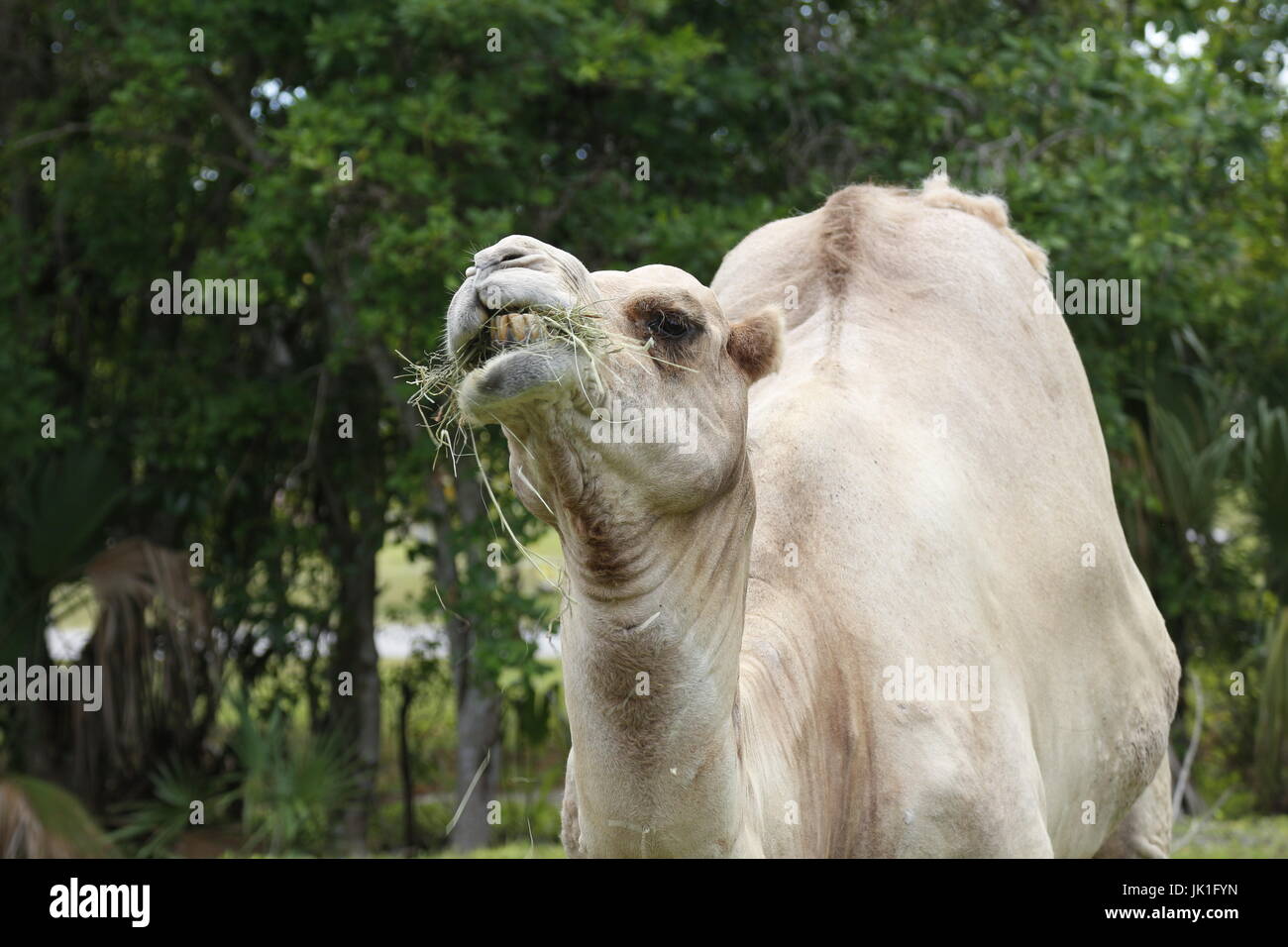 Funny Face Camel In Zoo High Resolution Stock Photography and Images ...