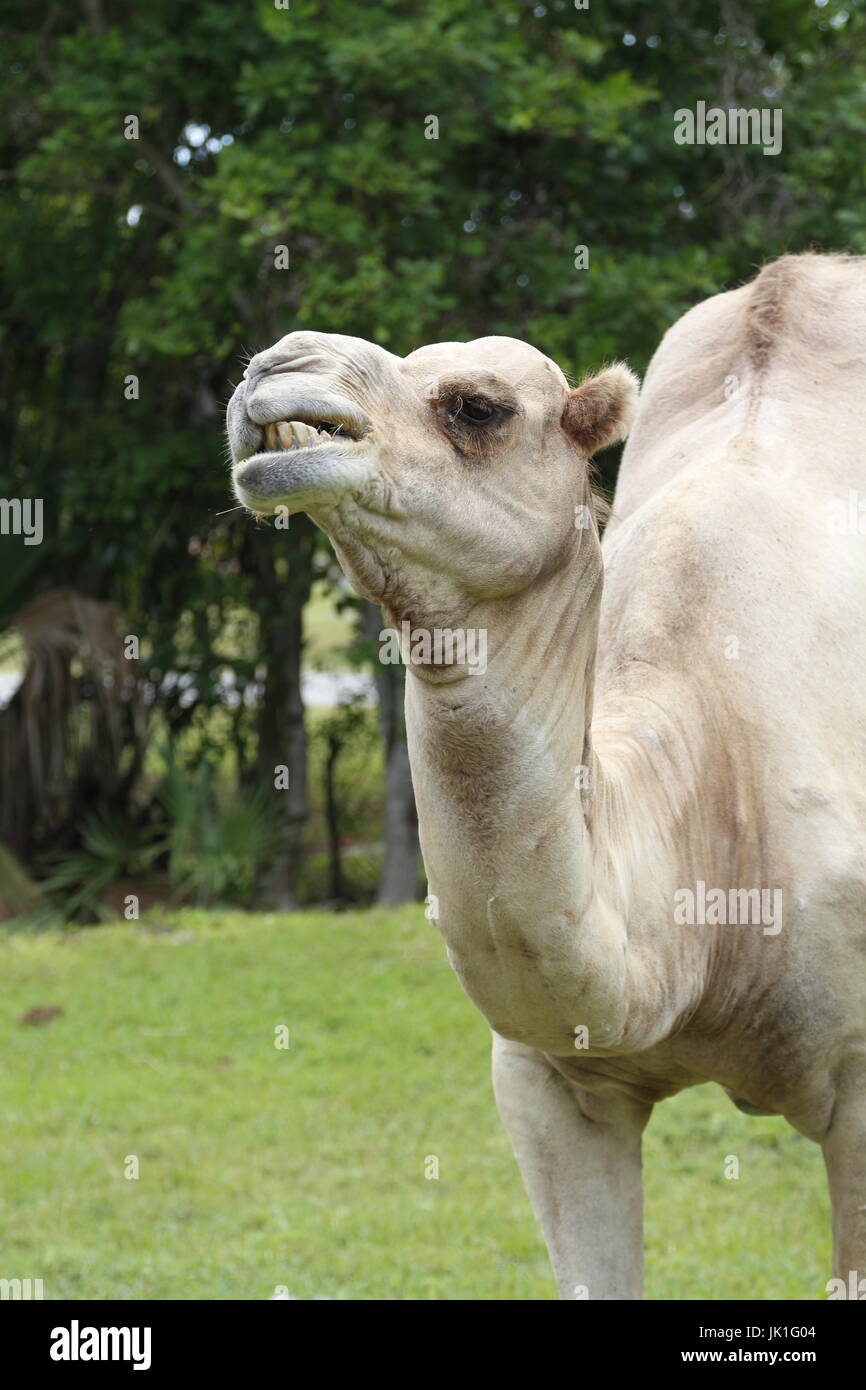 A Bactrian camel, Camelus bactrianus, feeding in a zoo Stock Photo - Alamy