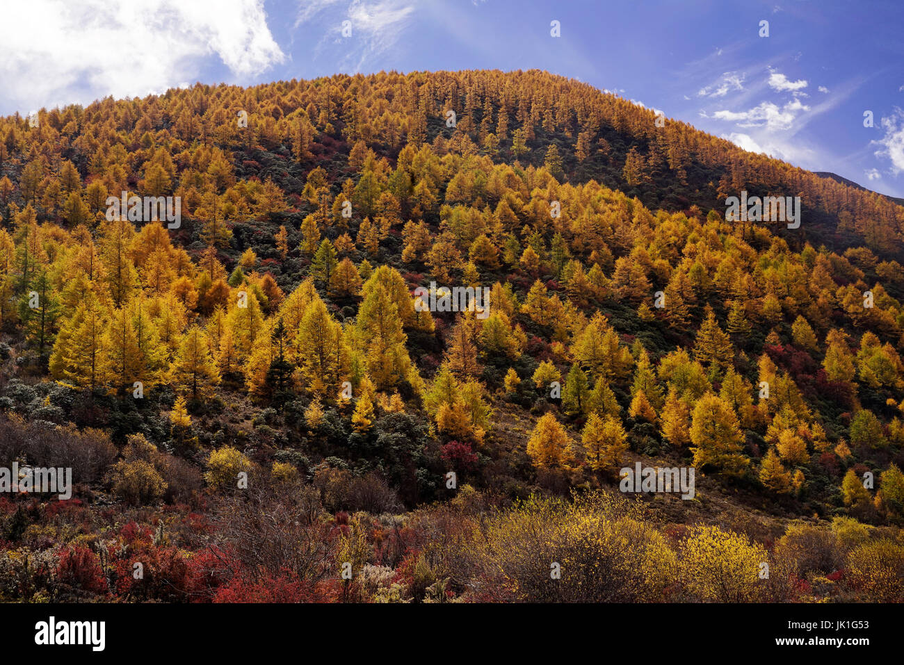 Orange and yellow trees hi-res stock photography and images - Alamy