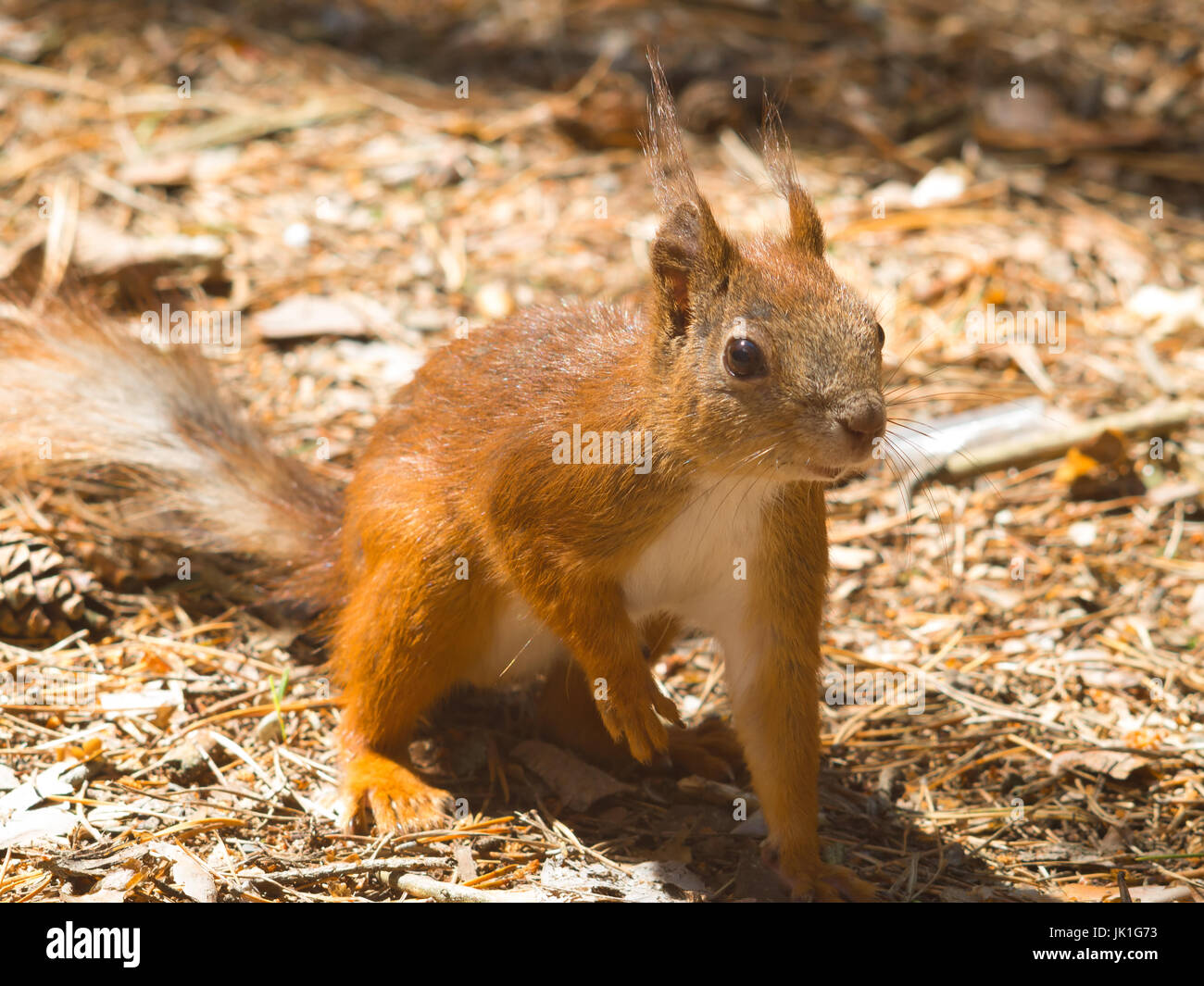 a squirrel in the woods during the summer Stock Photo - Alamy