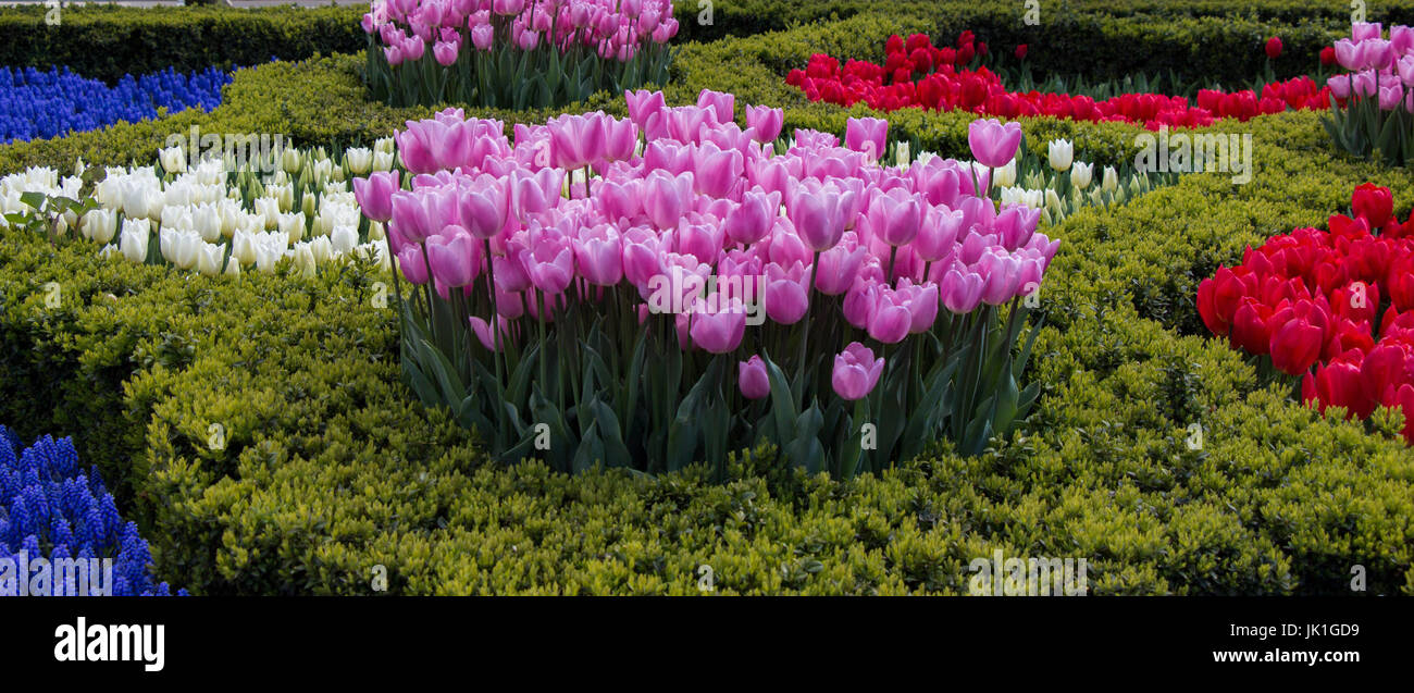 Tulip Flowers Blooming in Spring Season Stock Photo - Alamy