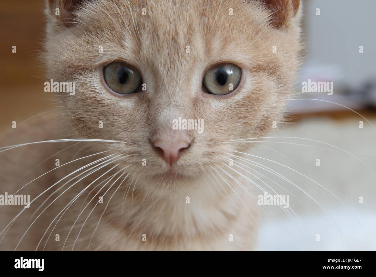 Portrait of Male Ginger Kitten 10 weeks old Stock Photo - Alamy