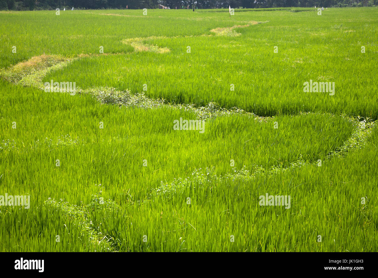 rice field central province sri lanka Stock Photo - Alamy