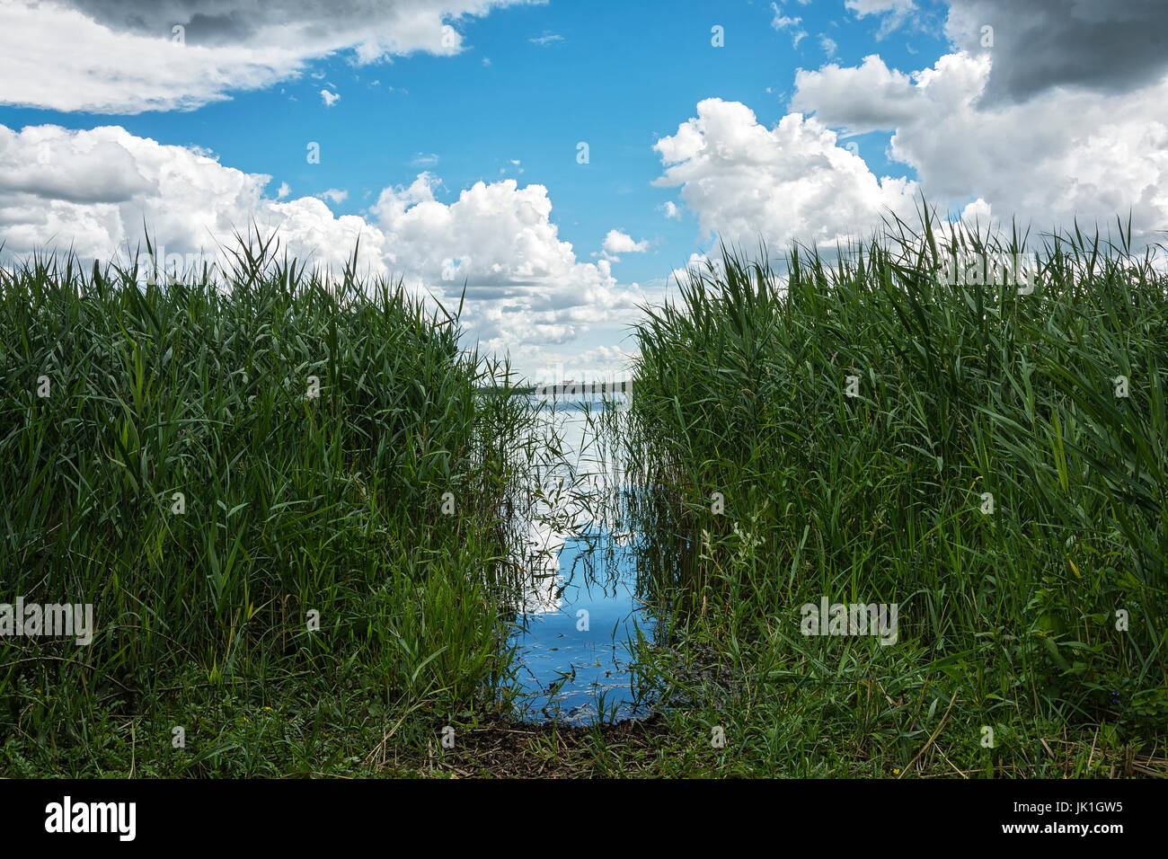 In the coastal reeds a passage to the water is made Stock Photo - Alamy