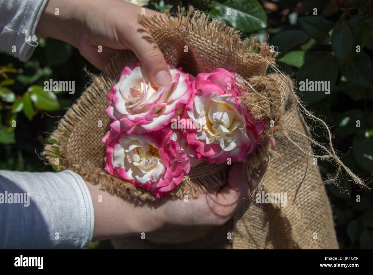 Beautiful fresh roses wrapped with canvas in hand Stock Photo - Alamy
