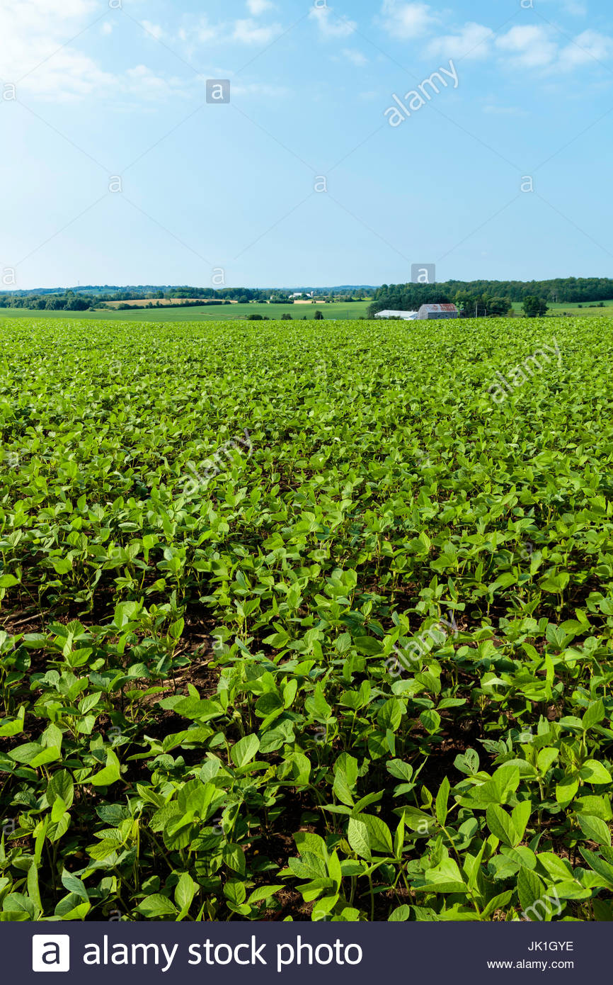 Soya Bean Crop Stock Photos & Soya Bean Crop Stock Images - Alamy