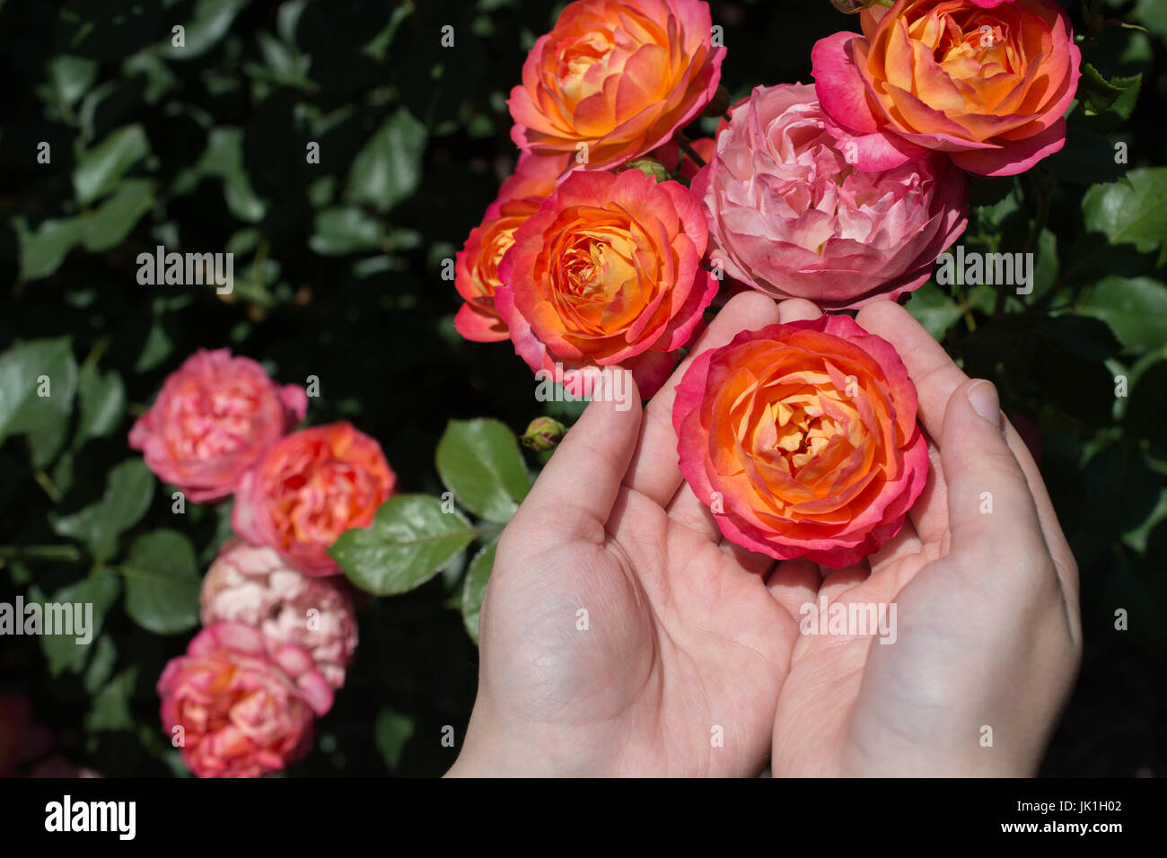 Beautiful fresh rose in hand Stock Photo - Alamy