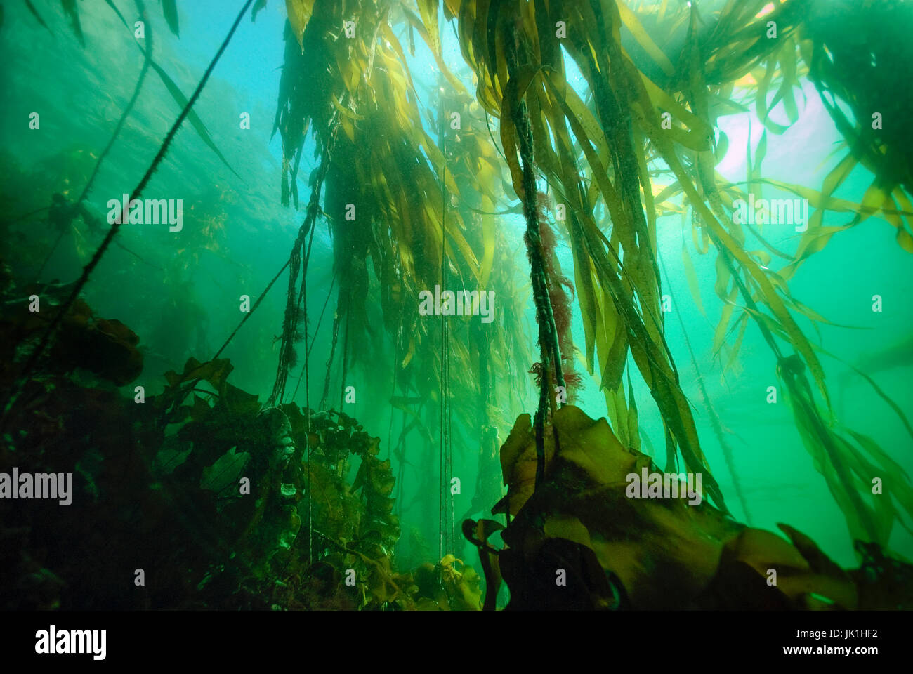 Bull Kelp High Resolution Stock Photography and Images - Alamy
