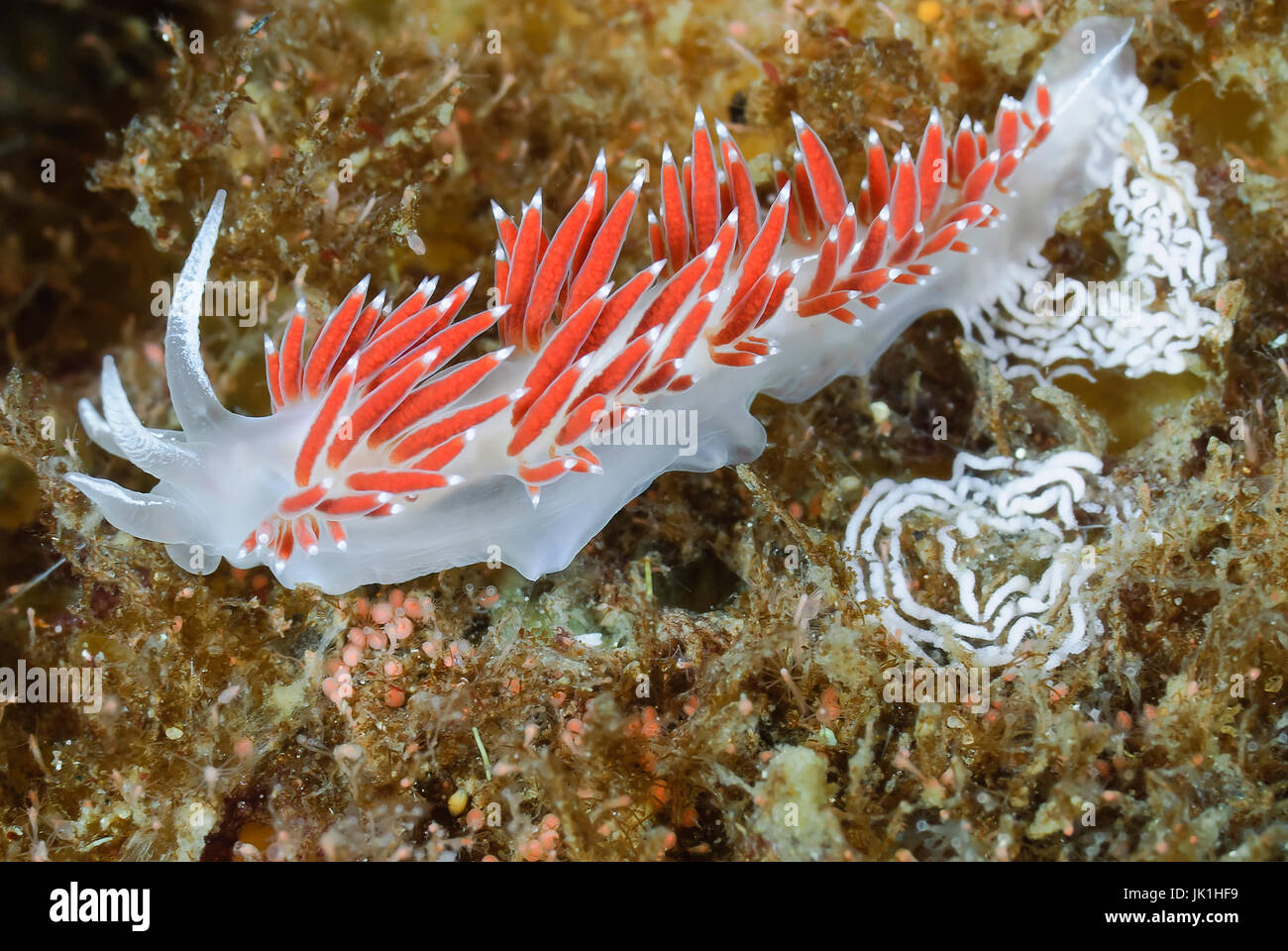 Coryphella Nudibranch High Resolution Stock Photography and Images - Alamy