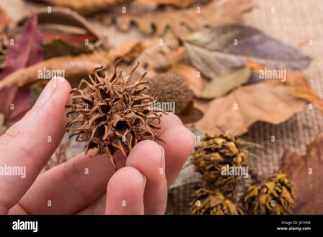 Hand holding pod or capsule in hand on canvas background Stock Photo ...
