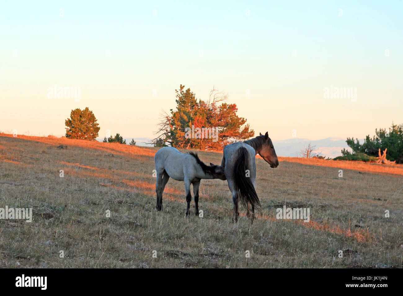 Blue Roan Horse Running
