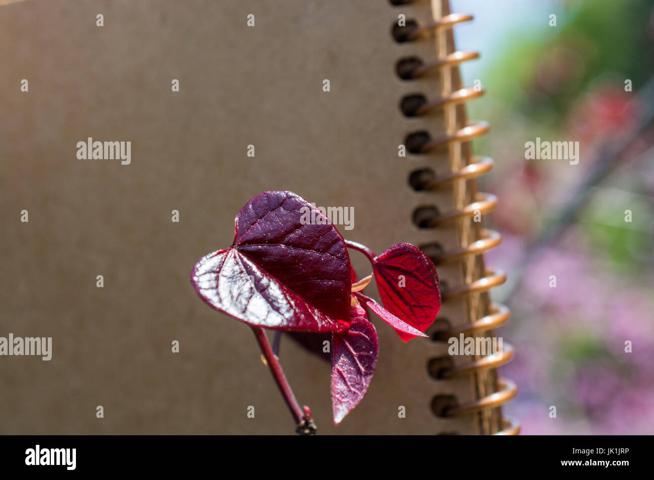Leaves in hand over a notebook page Stock Photo - Alamy