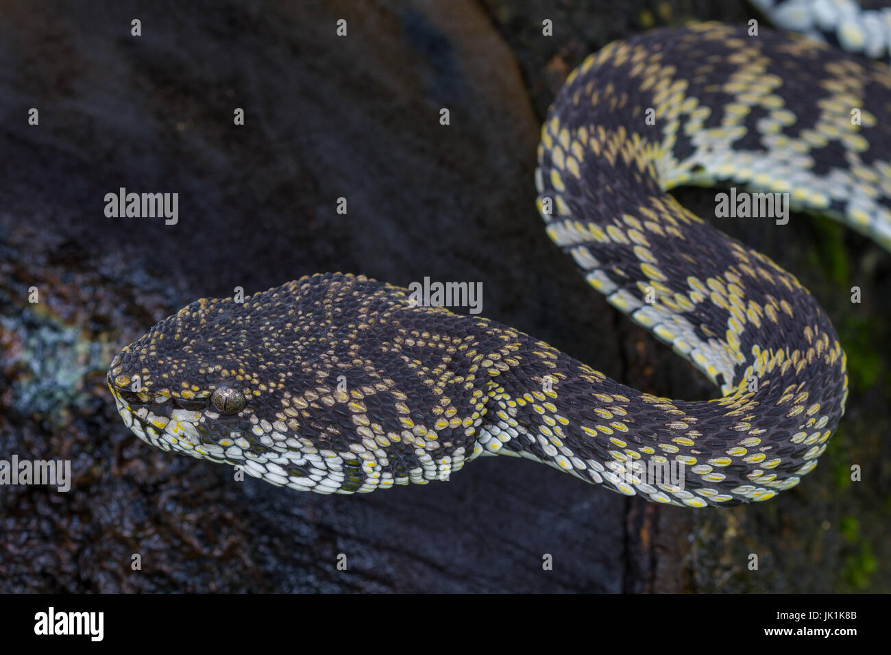 Close up of Mangrove Pitviper snake ( Trimeresurus purpureomaculatus ...