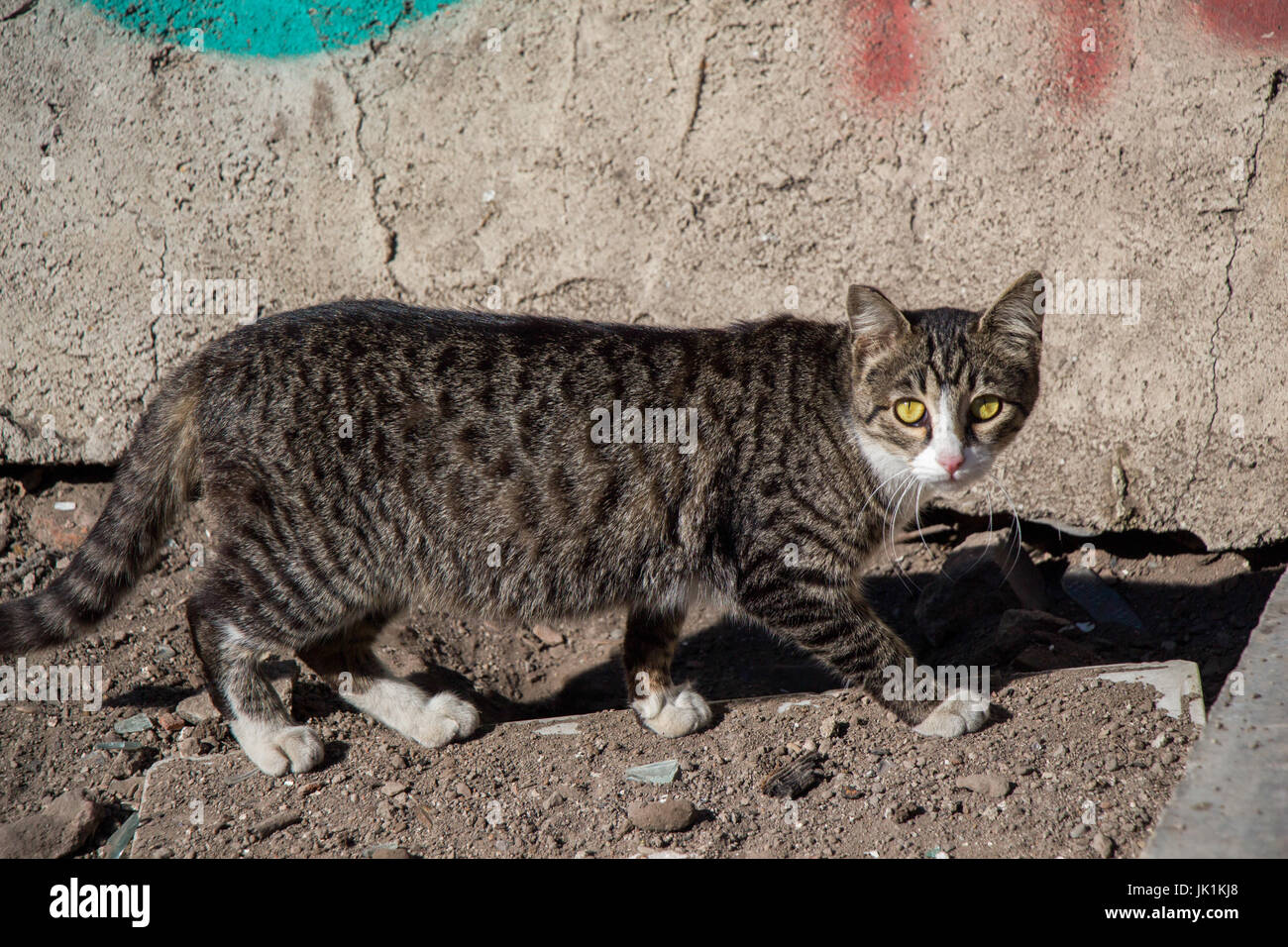 Stray cat in the street Stock Photo - Alamy