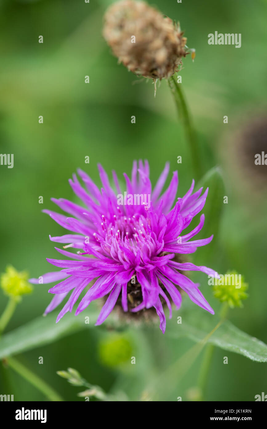 Common Knapweed (Centaurea nigra), England, UK Stock Photo - Alamy
