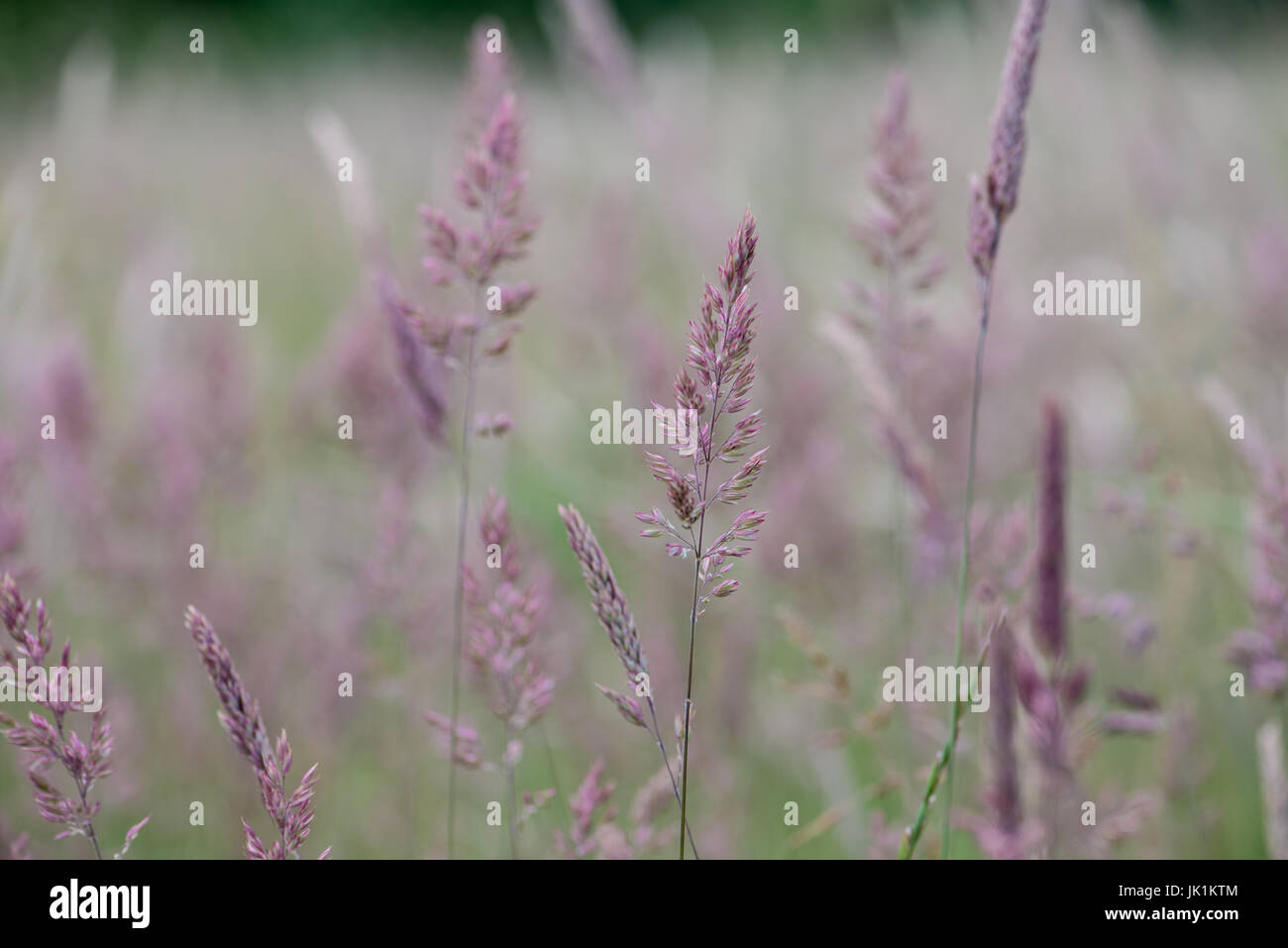 Tufted perennial grass hi-res stock photography and images - Alamy