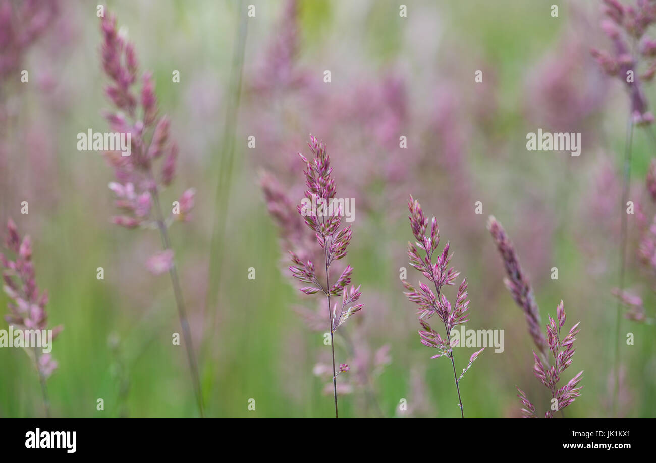 Yorkshire Fog (Holcus lanatus) perennial grass Stock Photo - Alamy