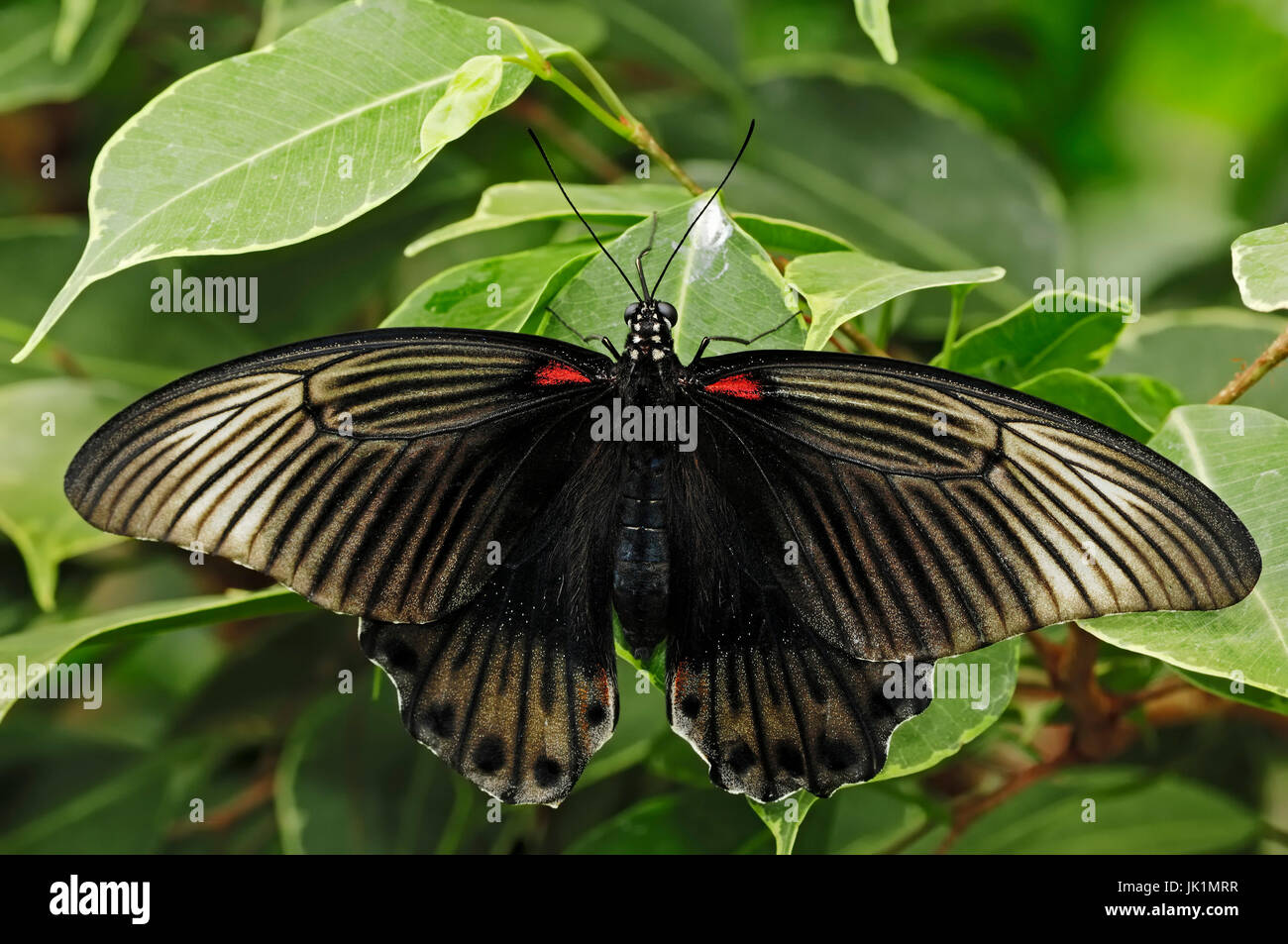 Great Yellow Mormon / (Papilio lowii) | Gelbrand-Schwalbenschwanz ...