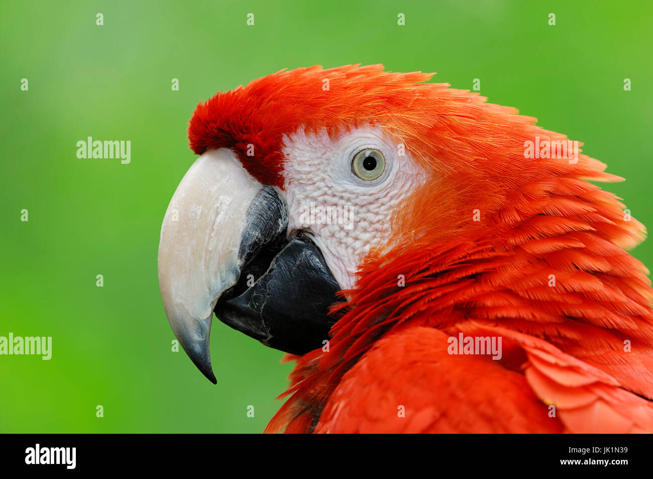 Scarlet Macaw / (Ara macao) | Hellroter Ara / (Ara macao) / Arakanga ...