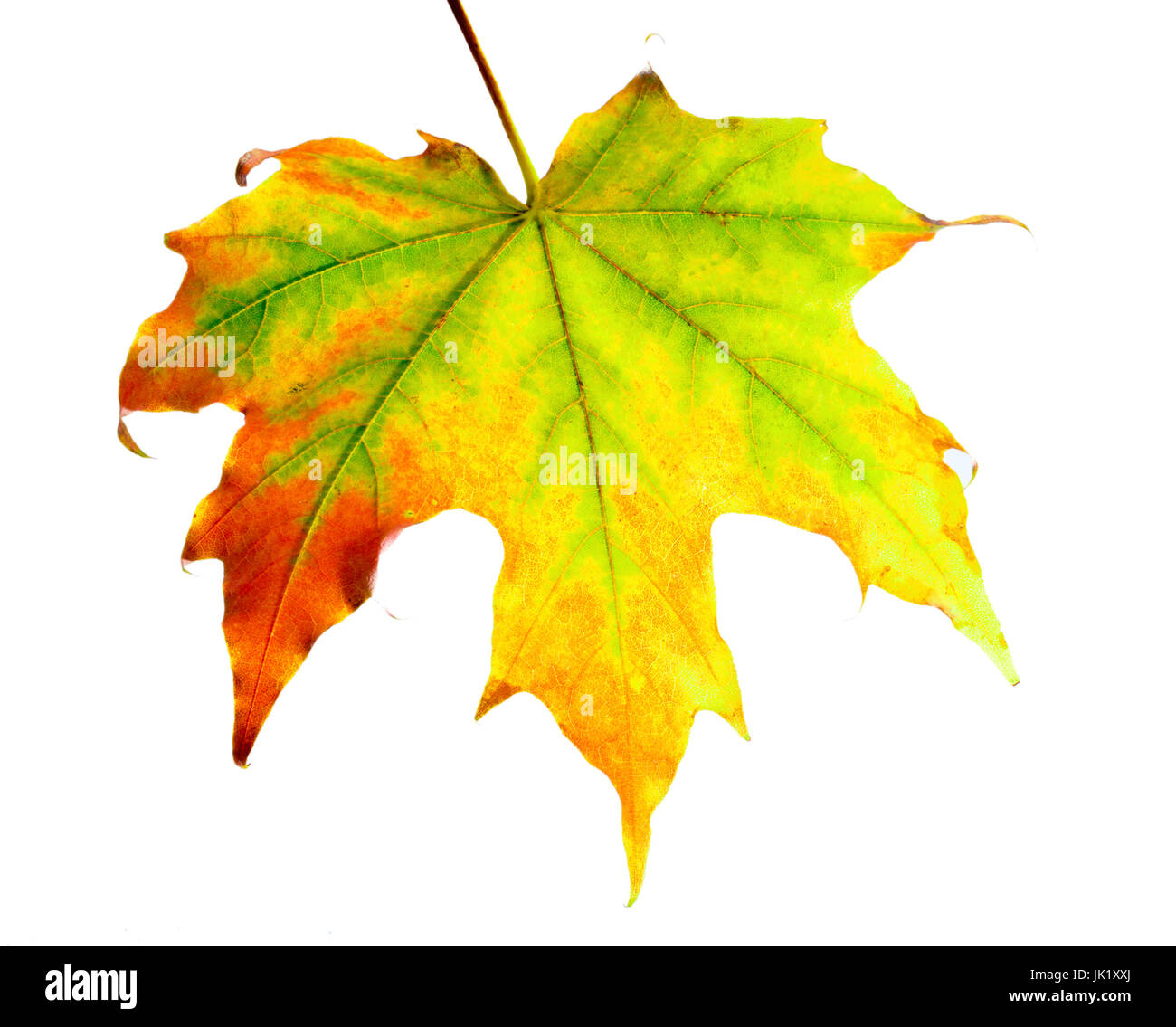 Bright maple leaf Stock Photo - Alamy