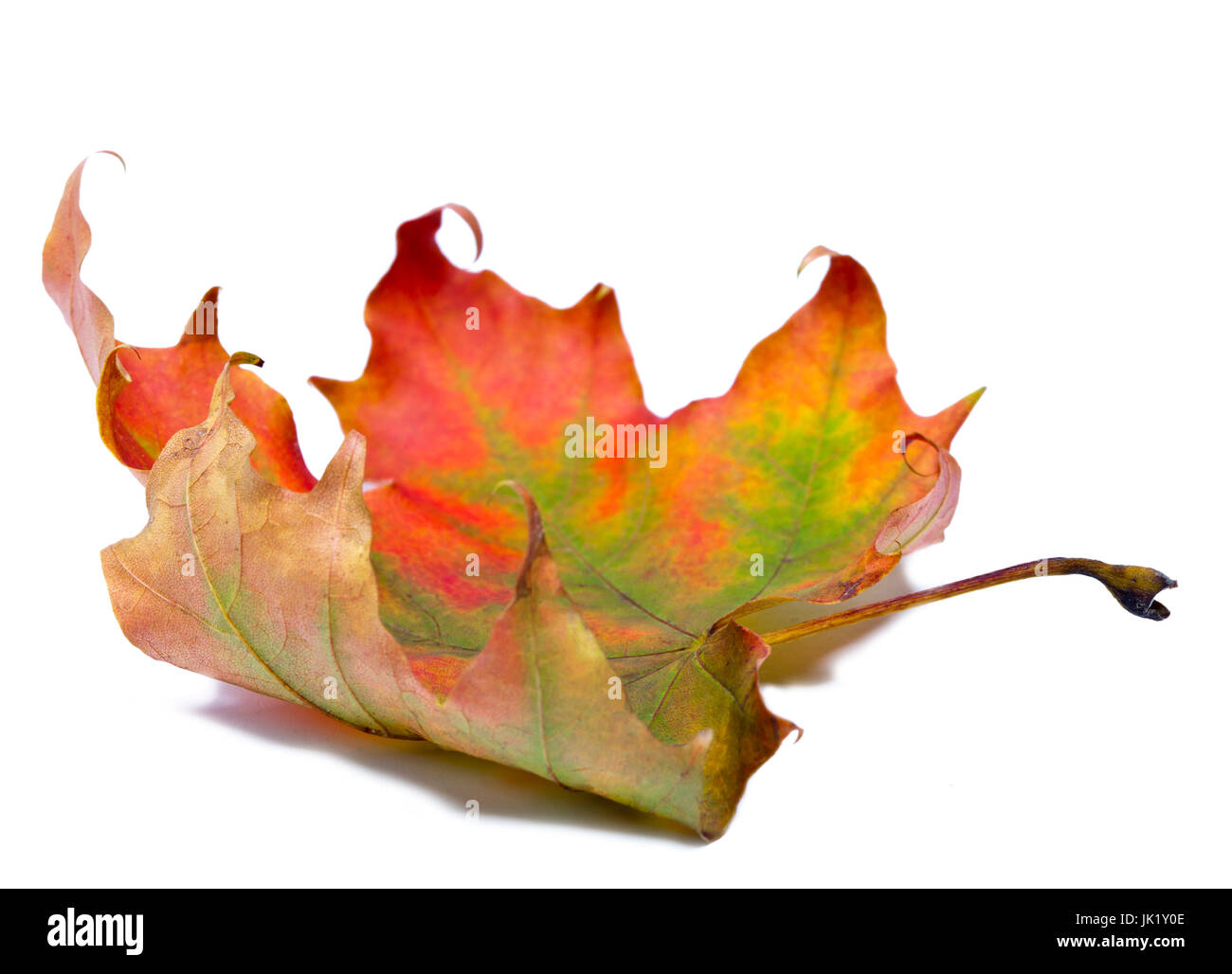 Bright maple leaf Stock Photo - Alamy
