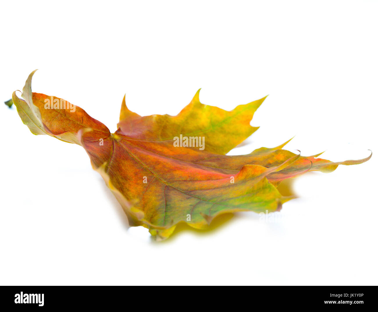 Bright maple leaf Stock Photo - Alamy