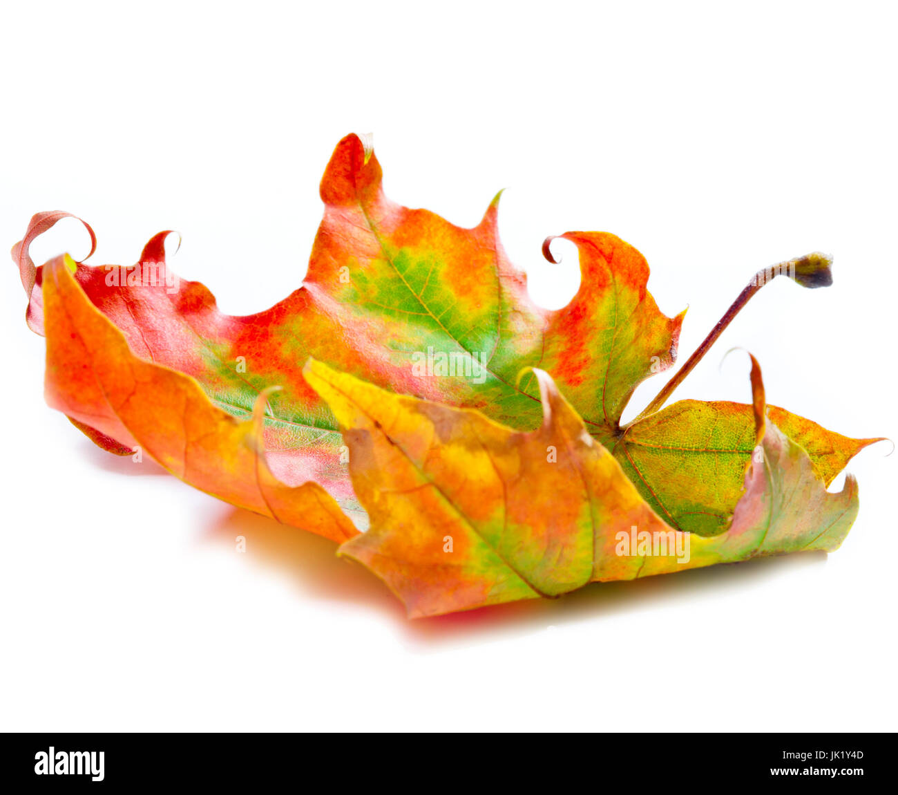 Bright maple leaf Stock Photo - Alamy