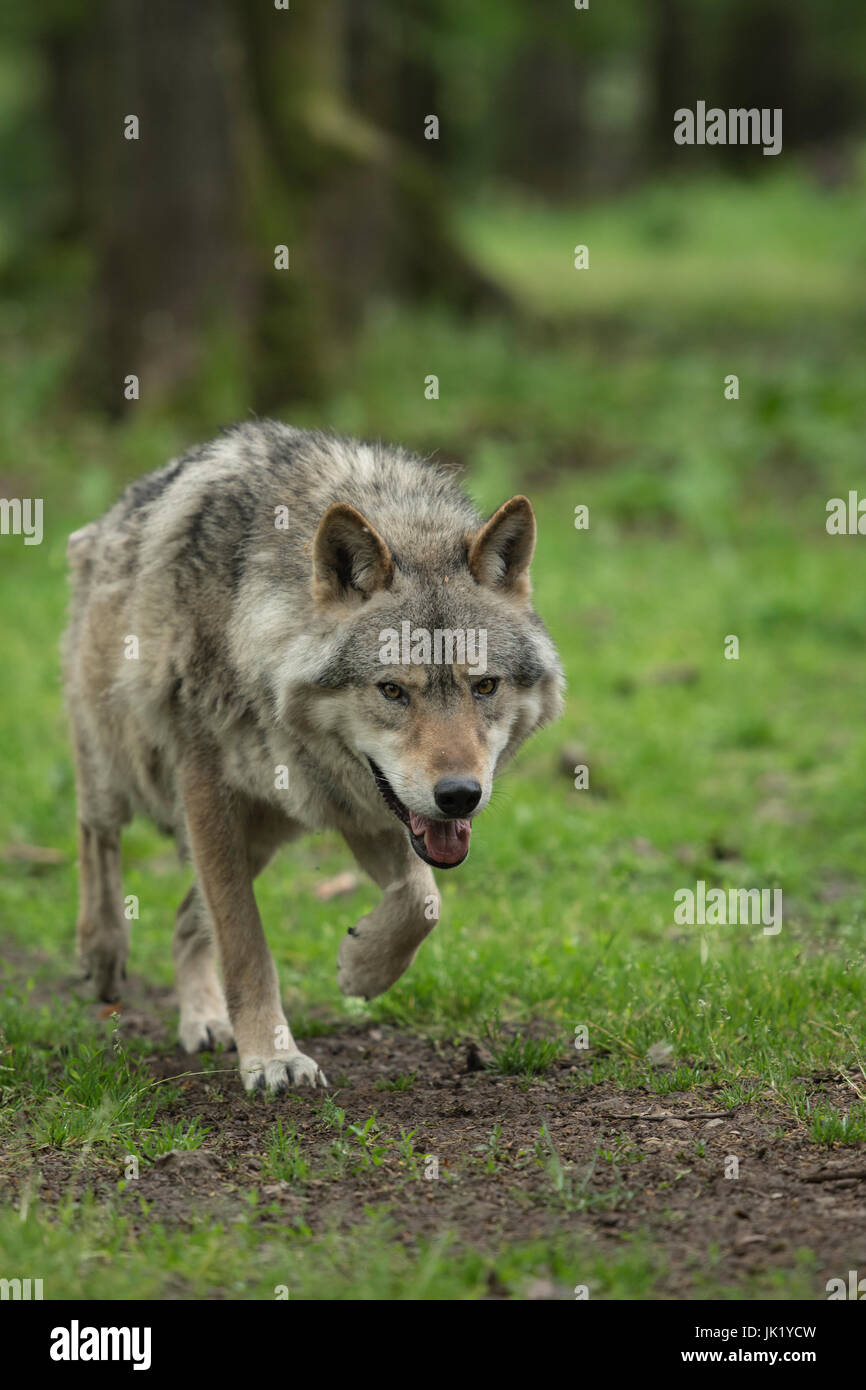 wolf in the forest Stock Photo - Alamy