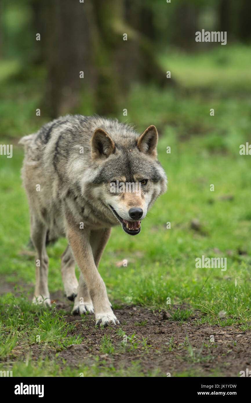 Grey wolf forest cub hi-res stock photography and images - Alamy