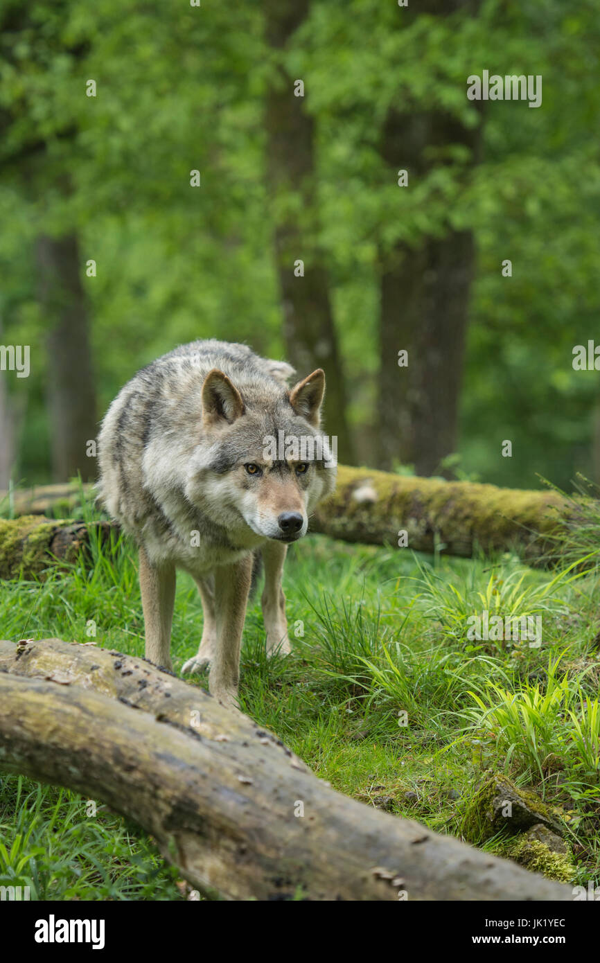 wolf in the forest Stock Photo - Alamy