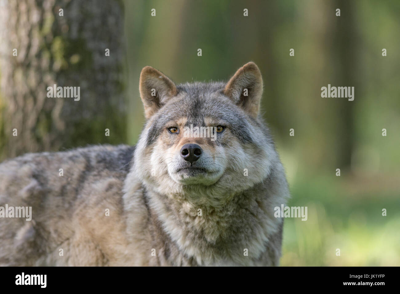 wolf in the forest Stock Photo - Alamy