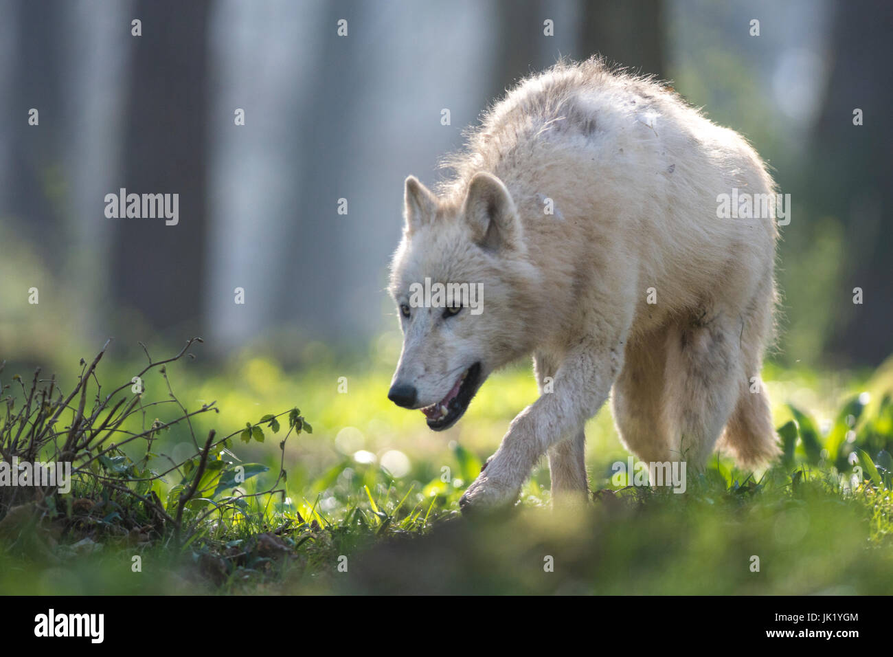 wolf in the forest Stock Photo - Alamy