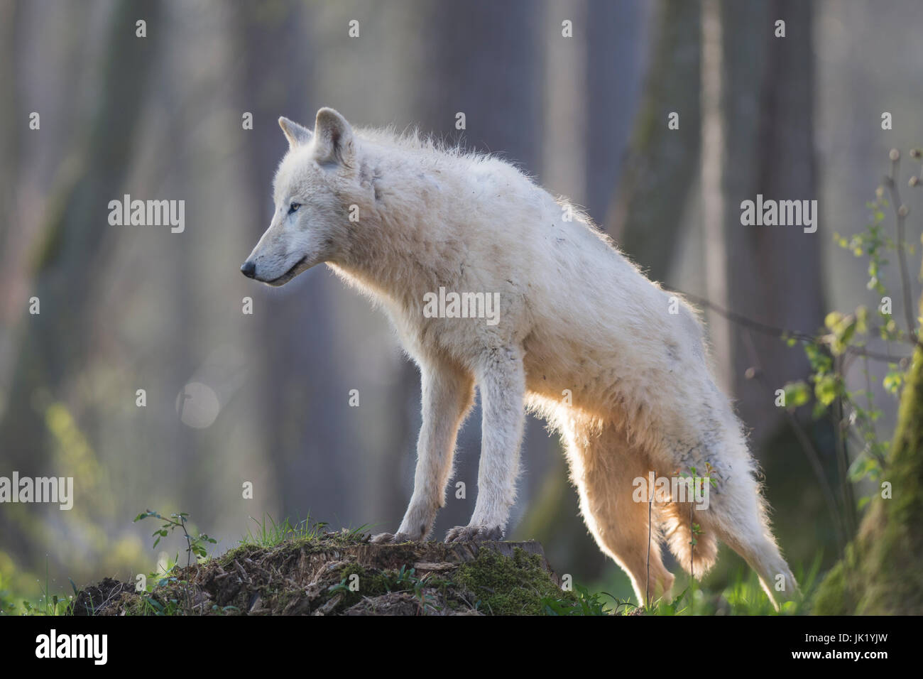 wolf in the forest Stock Photo - Alamy