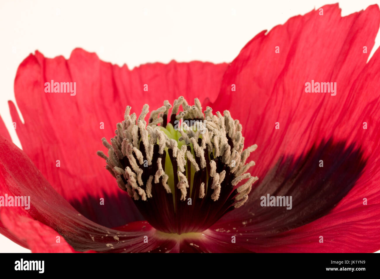 Close up study of a reg and black Poppy for Remembrance Stock Photo - Alamy