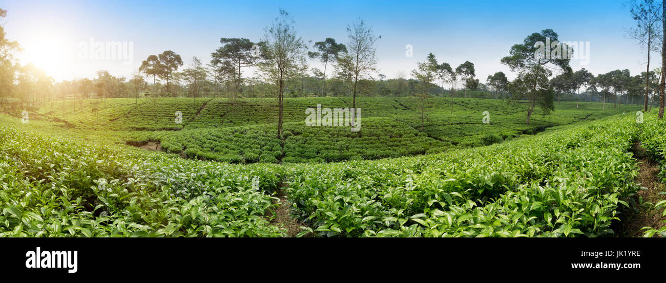 Tea plantation . Indonesia, Java Stock Photo - Alamy