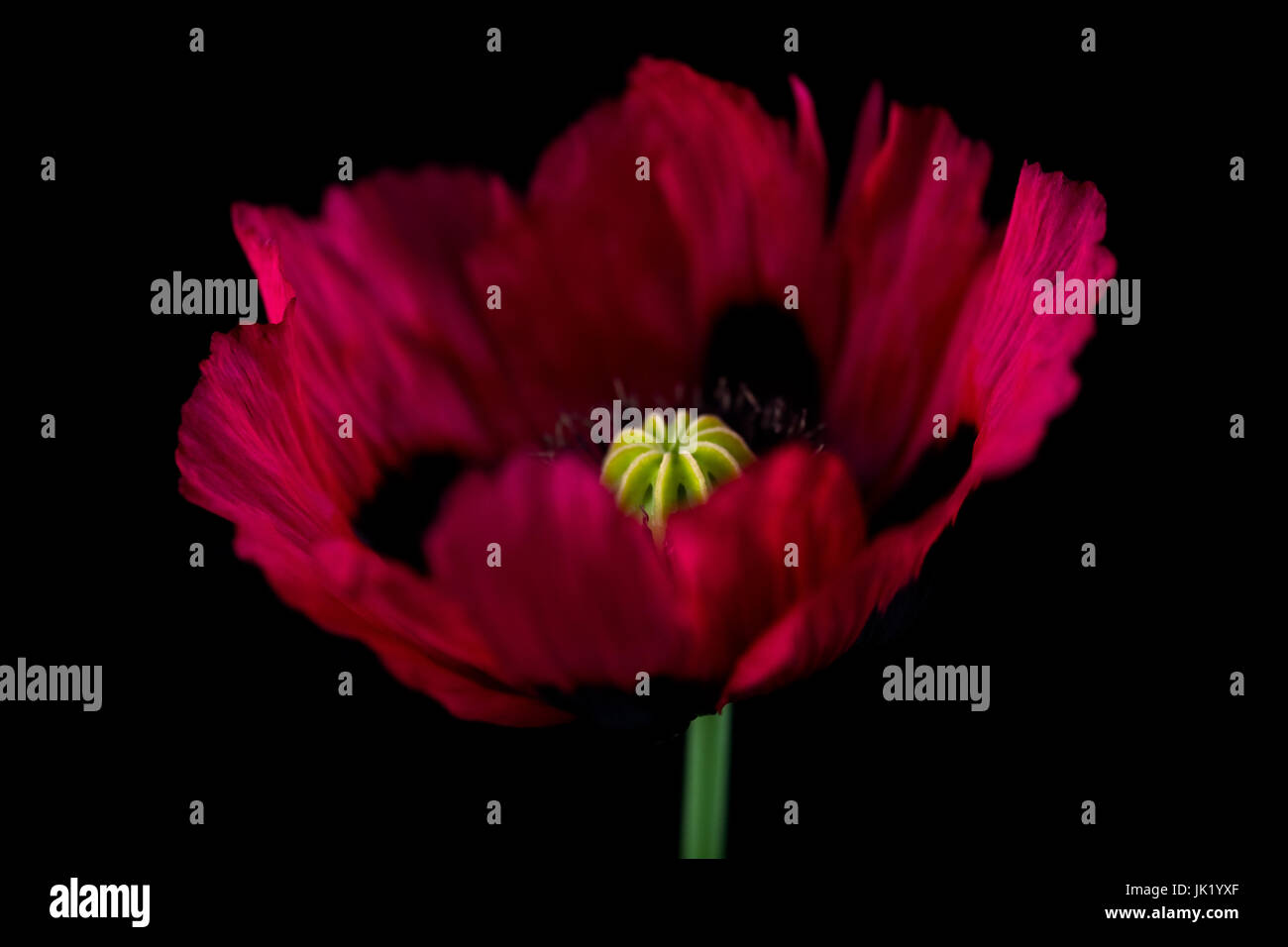 Black peony poppy hi-res stock photography and images - Alamy