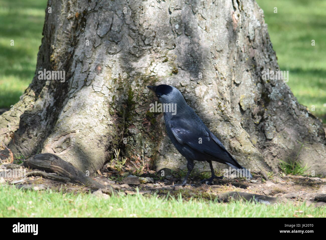 Crow at a tree Stock Photo - Alamy