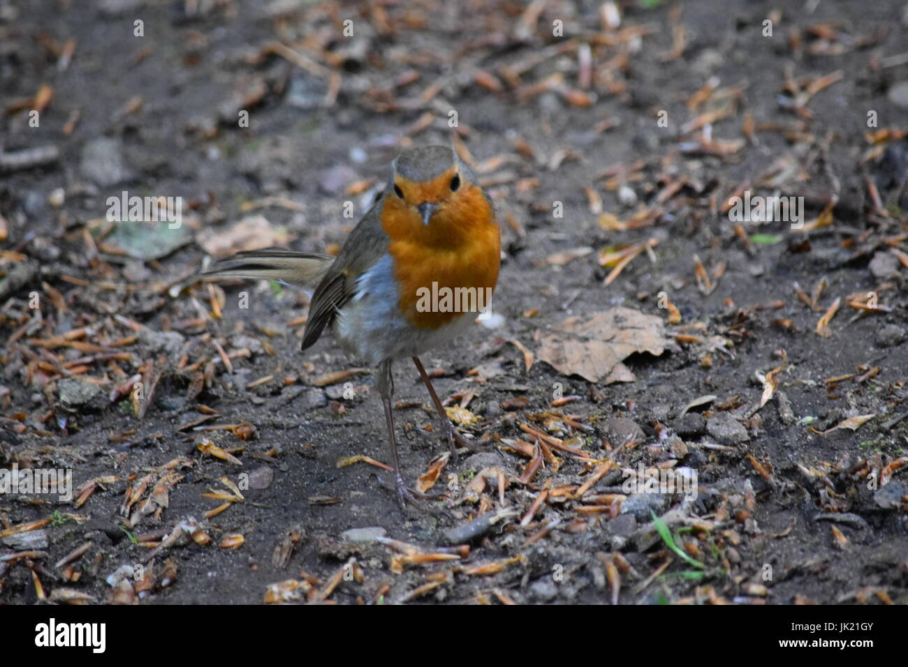 Robin Redbreast Stock Photos & Robin Redbreast Stock Images - Alamy