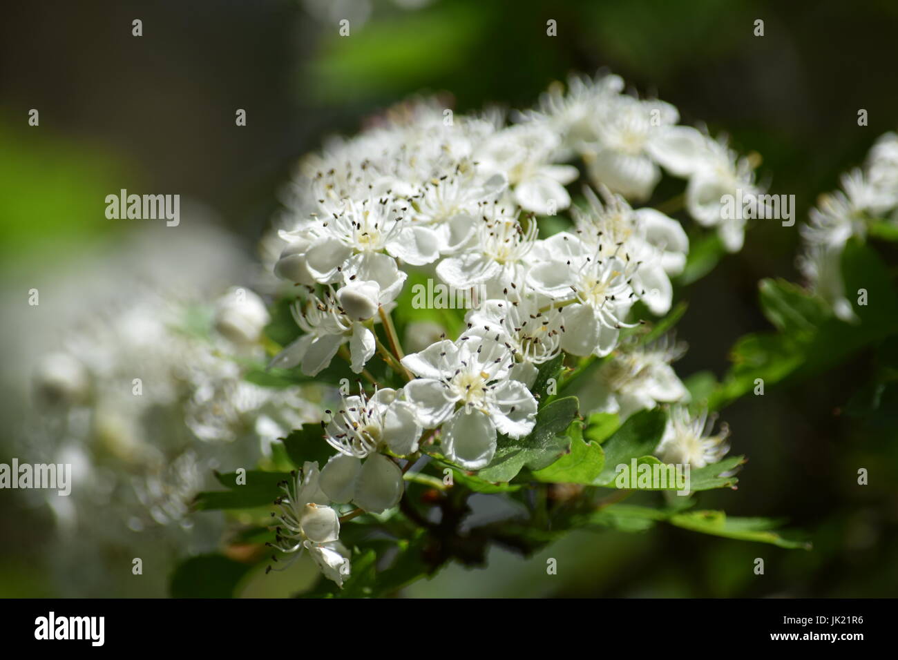 White flowered bush, backgrounds Stock Photo - Alamy