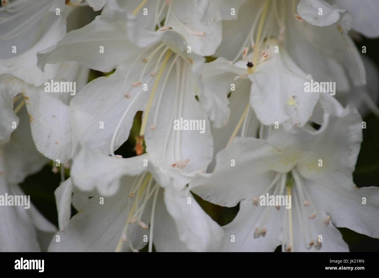 White azalea or rhododendron flowers, natural background image Stock ...