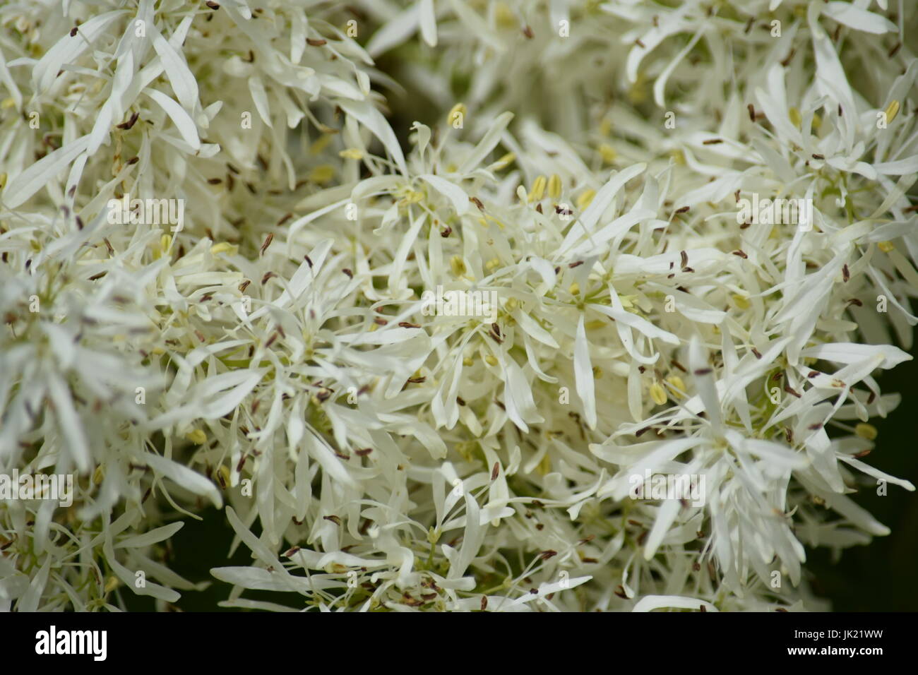 White flowered bush, backgrounds Stock Photo - Alamy