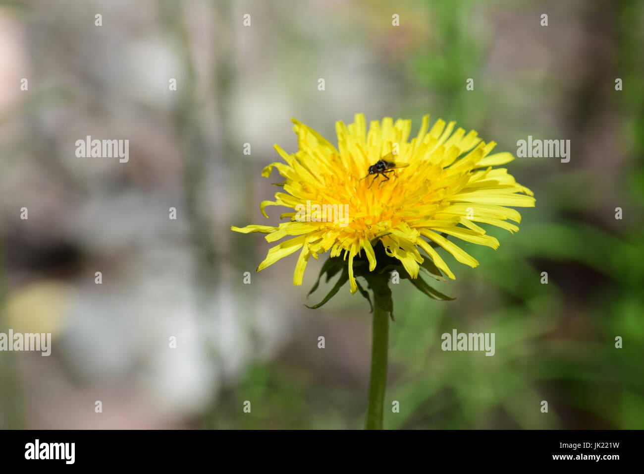 Dandelion and a fly Stock Photo - Alamy