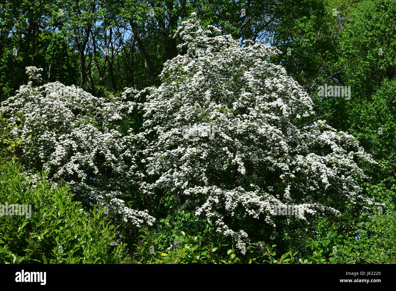 White flowered bush, backgrounds Stock Photo - Alamy