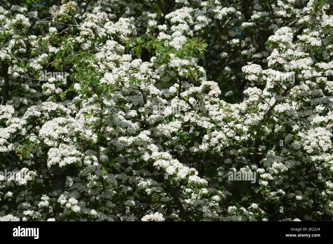 White flowered bush, backgrounds Stock Photo - Alamy