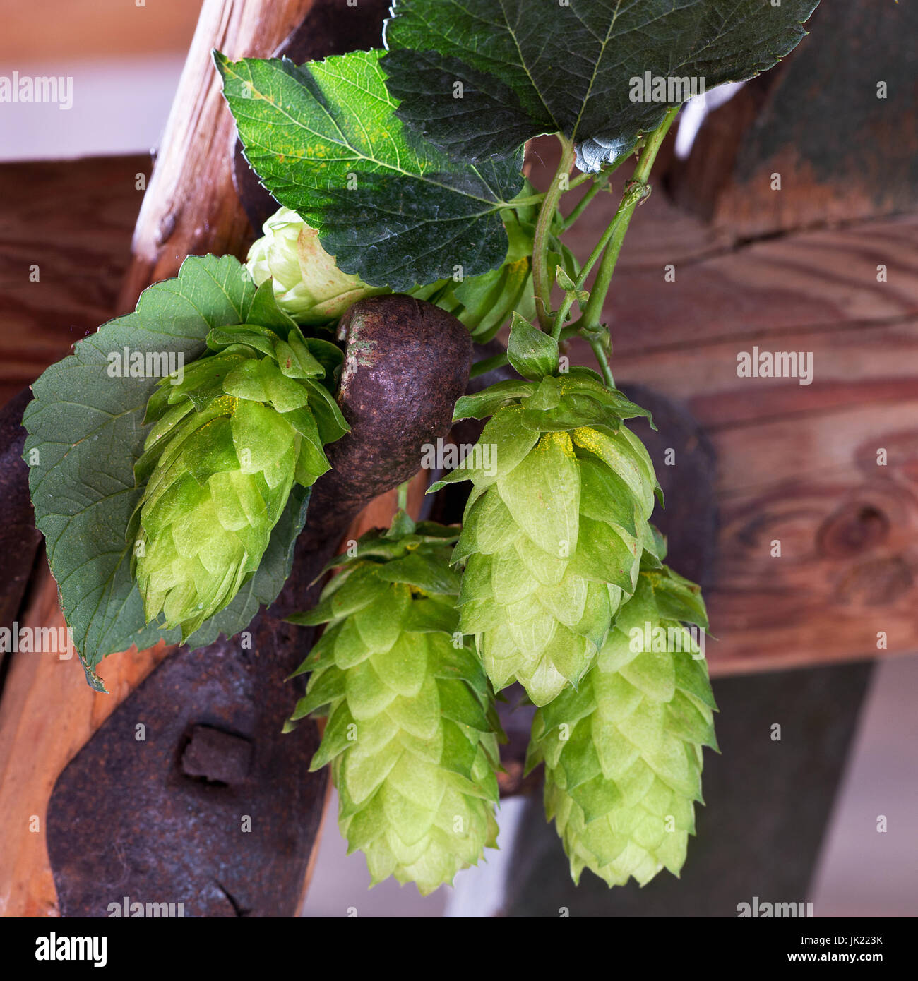 Natural background leaves hop hi-res stock photography and images - Alamy