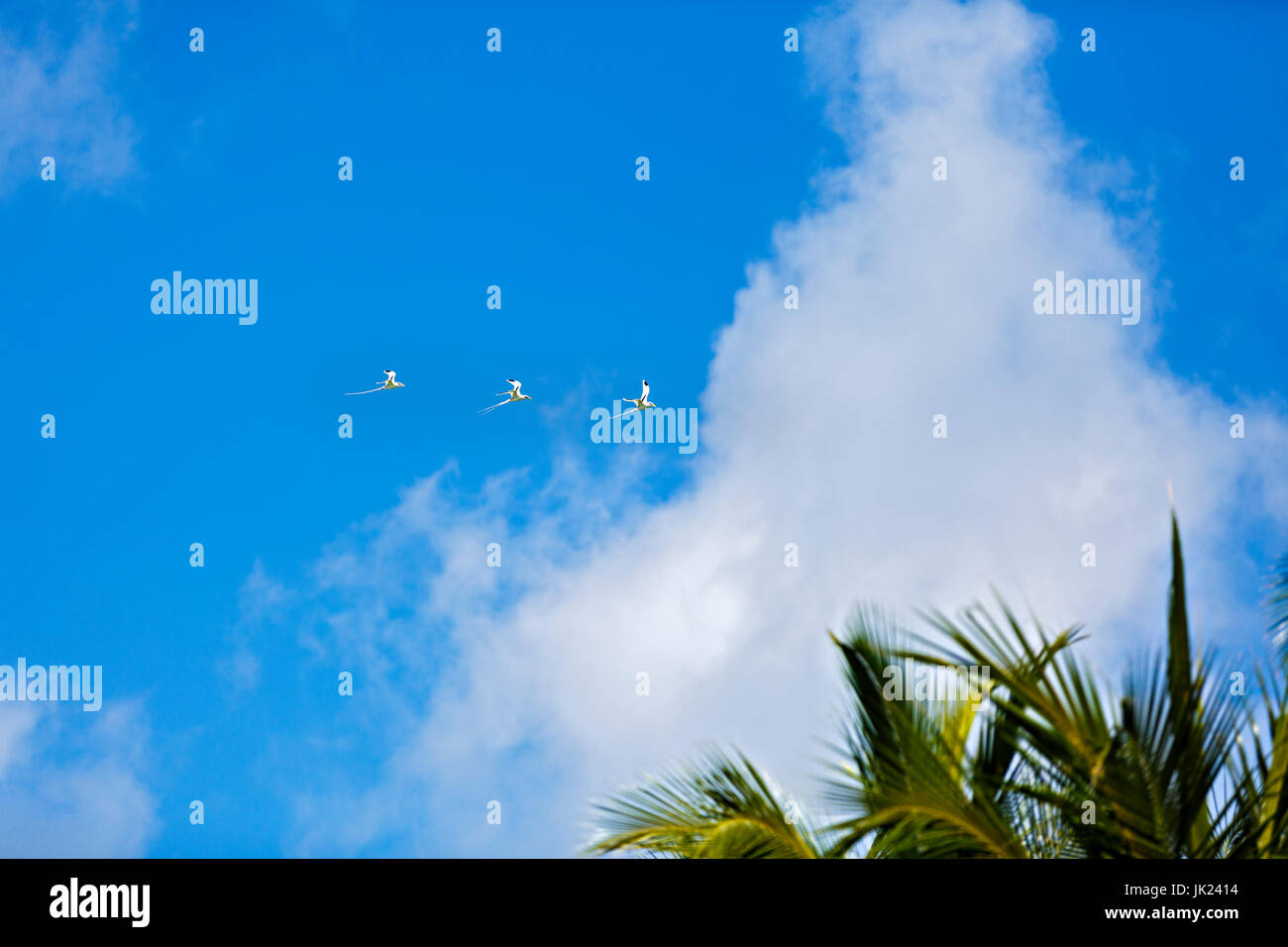 White tailed tropic bird hawaii hi-res stock photography and images - Alamy